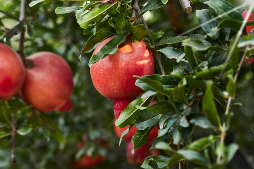 Arbres fruitiers - AGS PEPINIERE