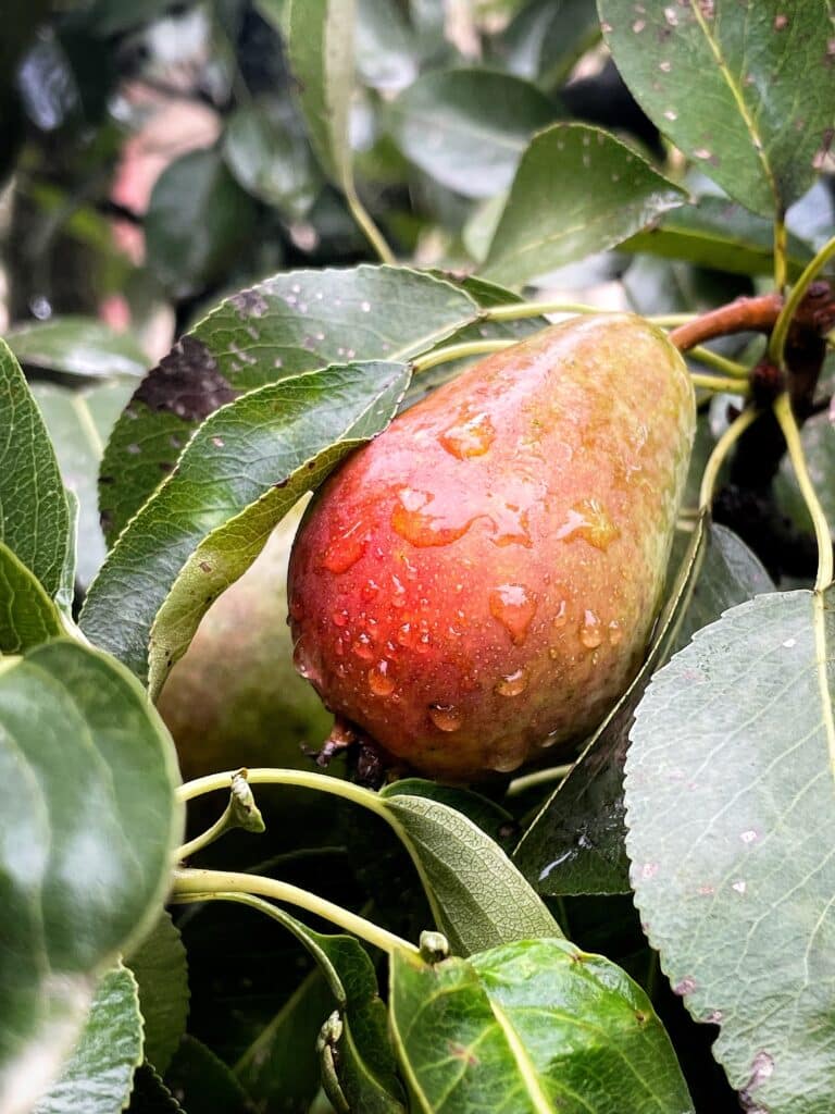 Poirier William’s Rouge : Poire Sucrée - AGS PEPINIERE